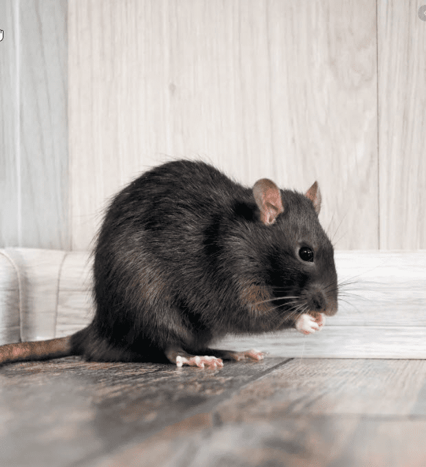 How to Get Rid of Animals in the Attic - Animal-proof Your Roof - IKO ...